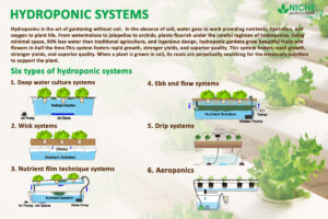Hydroponic System Definition Introduction Advantages - Niche Agriculture