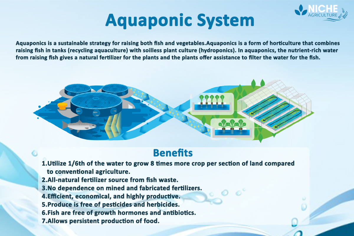 Aquaponics- Sustainable Indoor Farming - Niche Agriculture