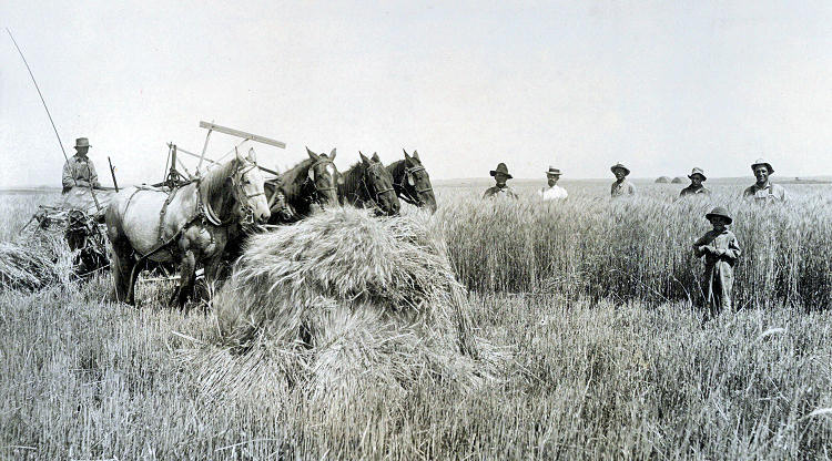 Old School Farming in India Pros & Cons - Niche Agriculture