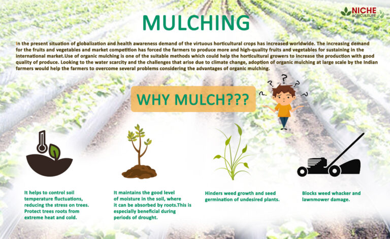 Mulching – Mulch your Landscape with its Benefits - Niche Agriculture