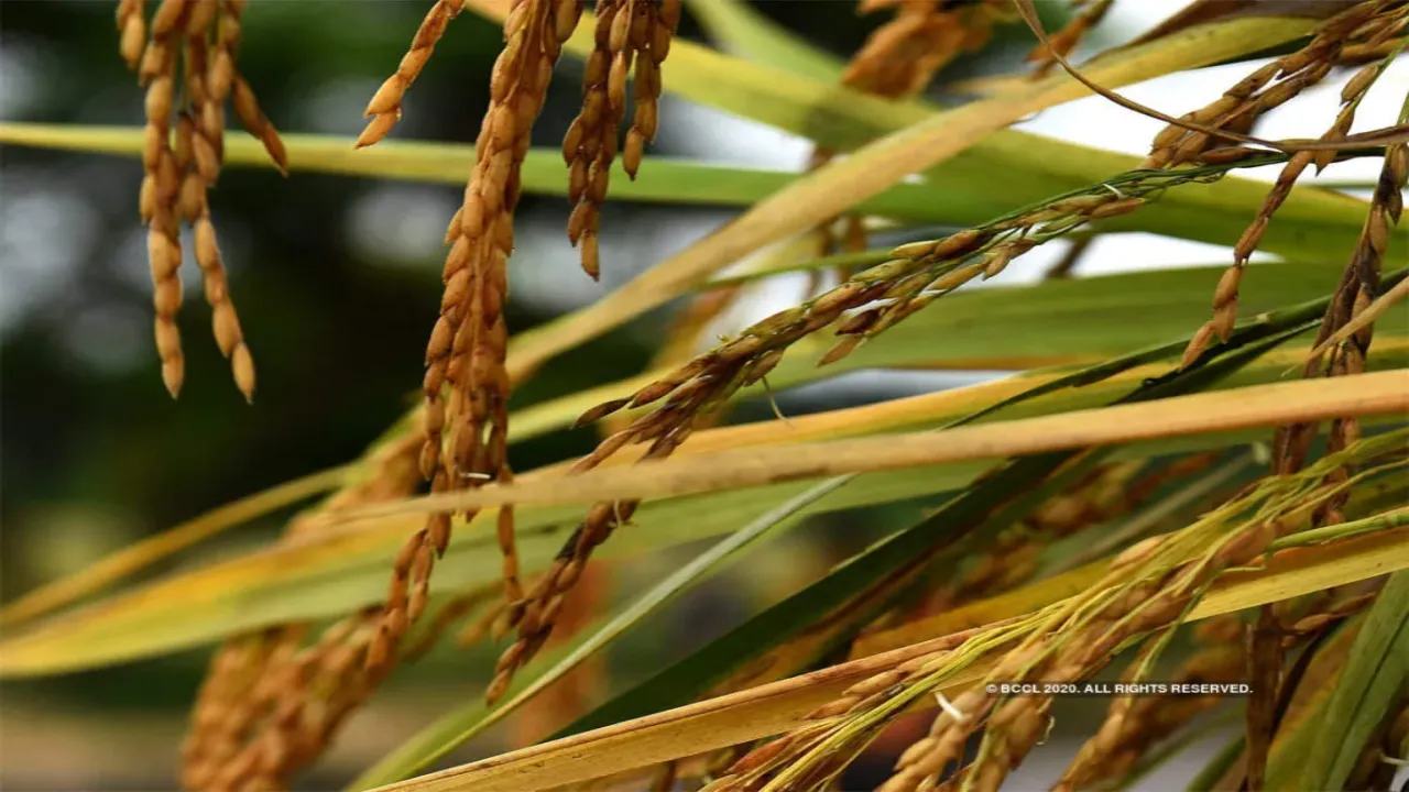 MSP for tonne paddy by the Government | Niche Agriculture