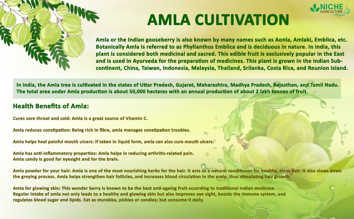 Amla Cultivation benefits and growing properties - Niche Agriculture