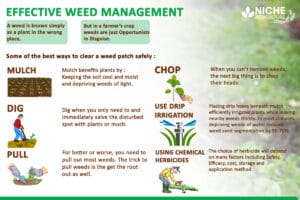 Weed Management - Know How to control