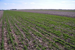 Cover Crop Cultivation, Cover crop example, cover cropping