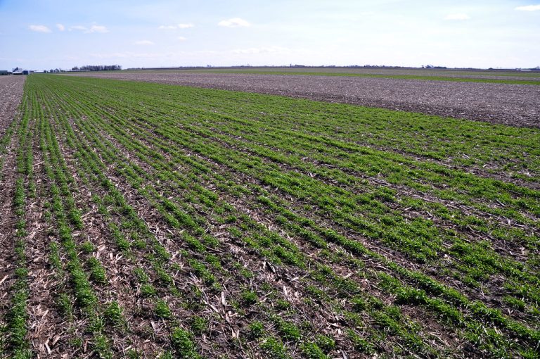 Cover Crop Cultivation, Cover crop example, cover cropping