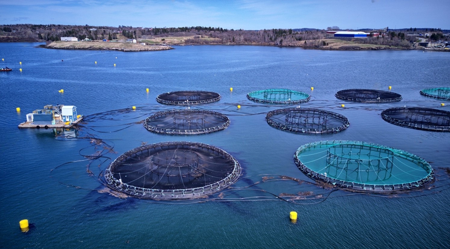 Exploring Aquaculture Farming: Sustaining Seas, Nourishing Nations