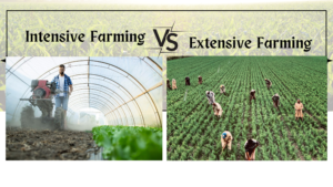 Agriculture's Crossroads: Intensive Farming and Extensive Farming