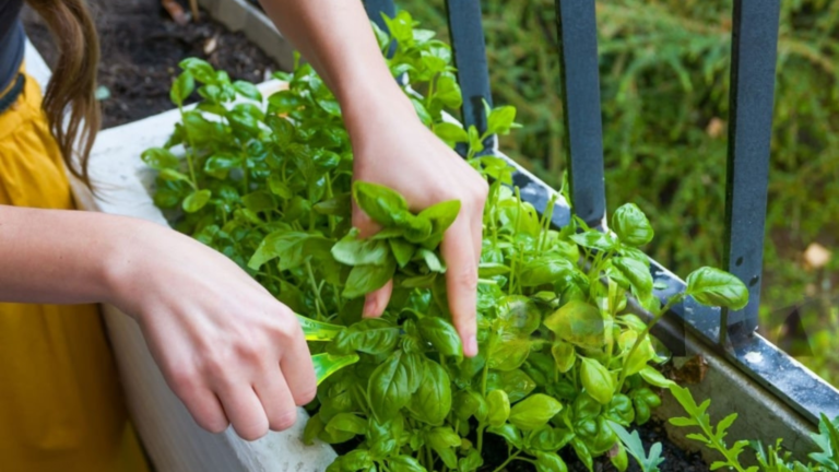 Cultivating Health: The Practice and Promise of Medicinal Herbs Farming