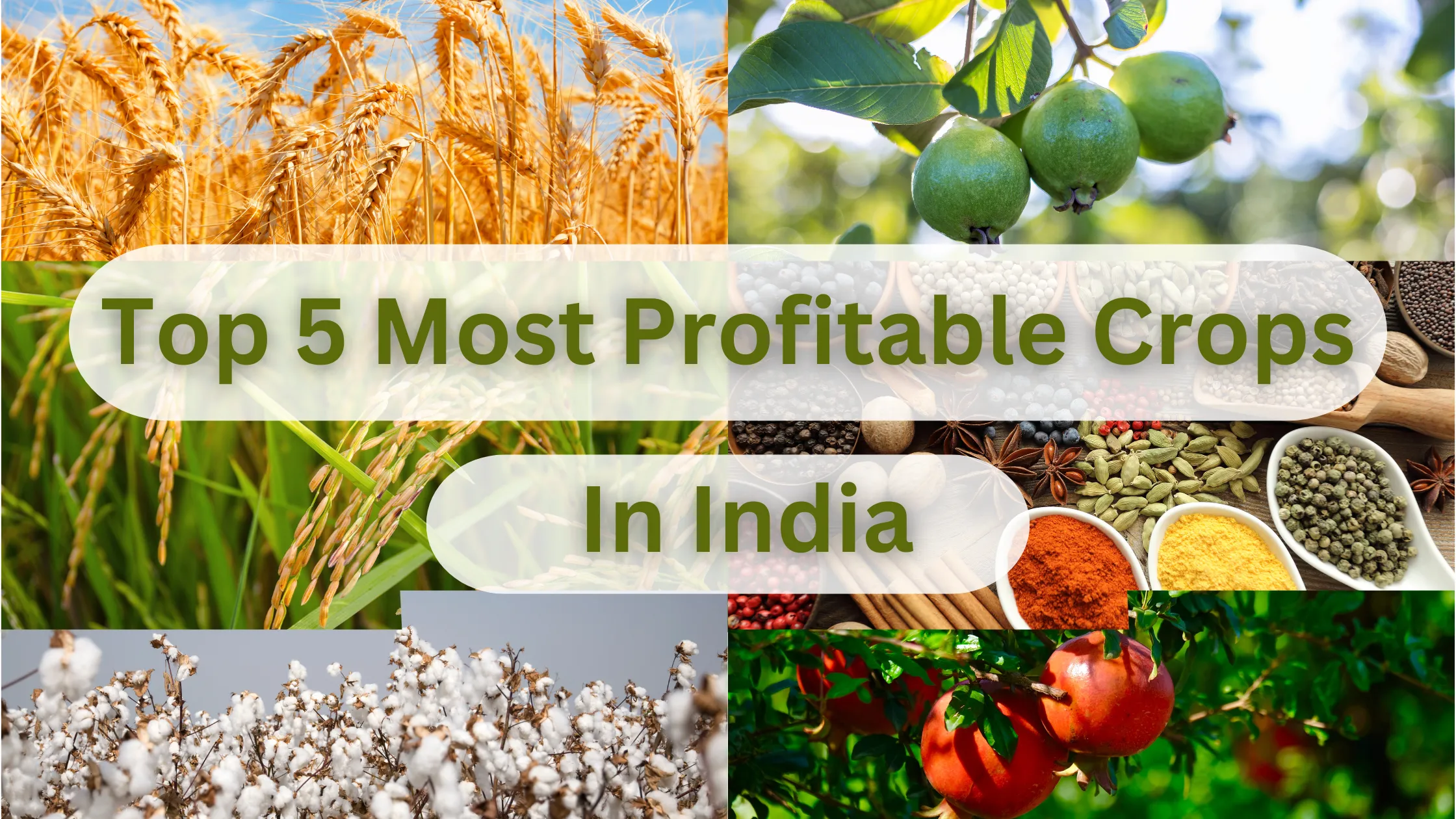 Agriculture & Organic Farming Company in India